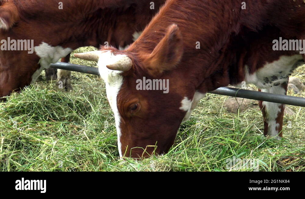 Red cow farm australia Stock Videos & Footage - HD and 4K Video Clips ...