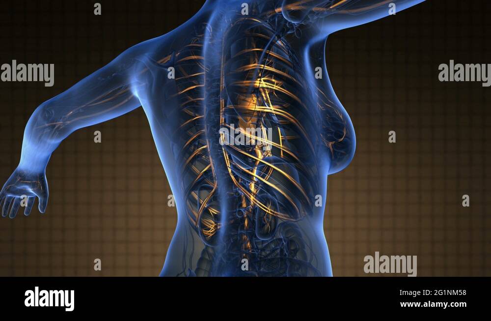 loop science anatomy scan of woman blood vessels glowing with yellow ...
