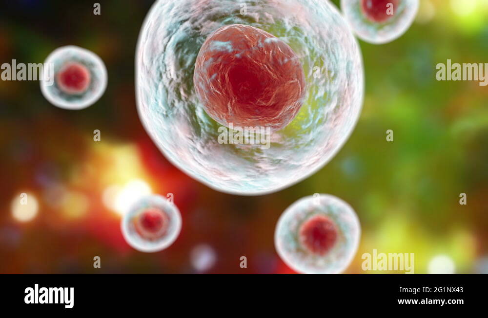 Human embryo cells Stock Videos & Footage - HD and 4K Video Clips - Alamy