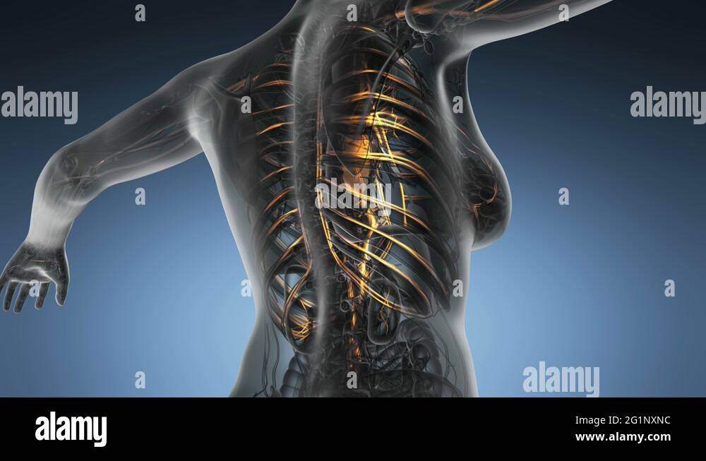 loop science anatomy scan of woman heart and blood vessels glowing ...