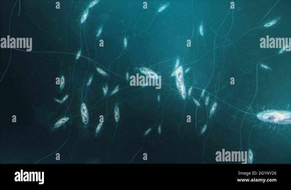 Bacteria under the microscope. Deep focus. Loop. Blue Stock Video ...