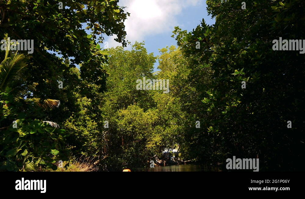 Kalu Ganga river in Sri Lanka, travelling by boat Stock Video Footage ...