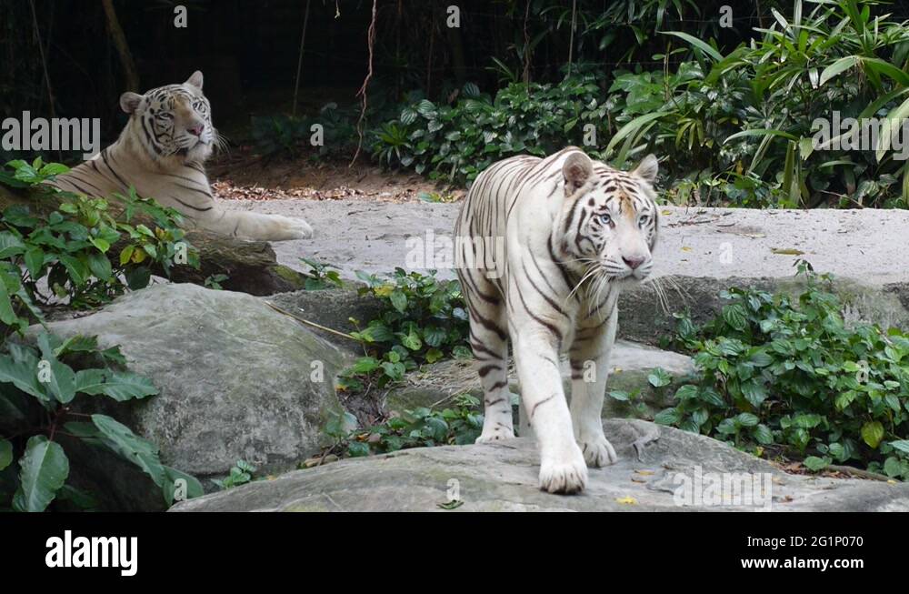 Captive white tigers Stock Videos & Footage - HD and 4K Video Clips - Alamy