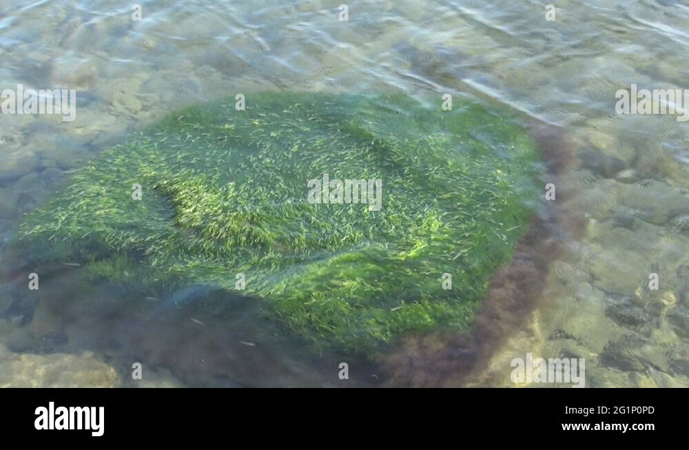 Algae carpet Stock Videos & Footage - HD and 4K Video Clips - Alamy