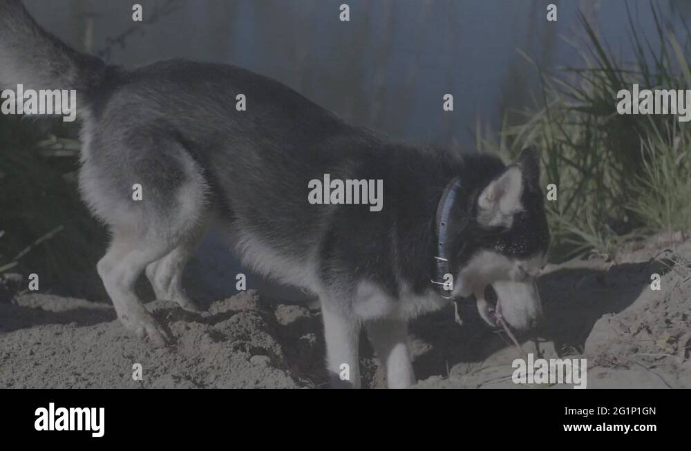 husky digging the ground Stock Video Footage - Alamy