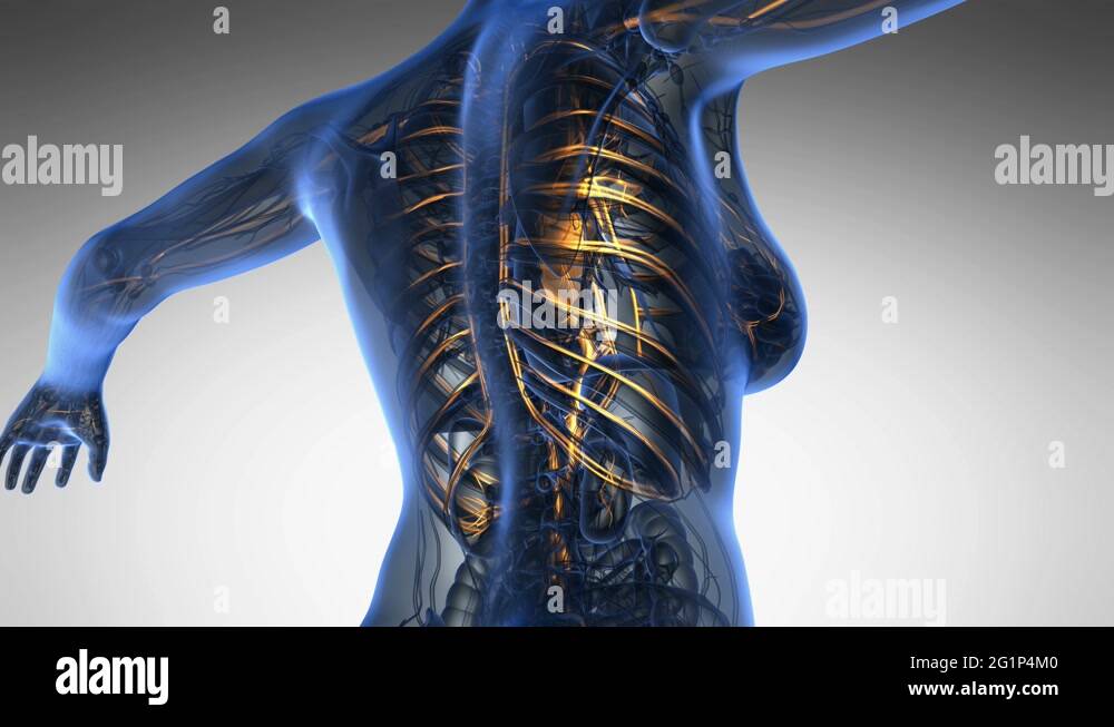 loop science anatomy scan of woman heart and blood vessels glowing ...