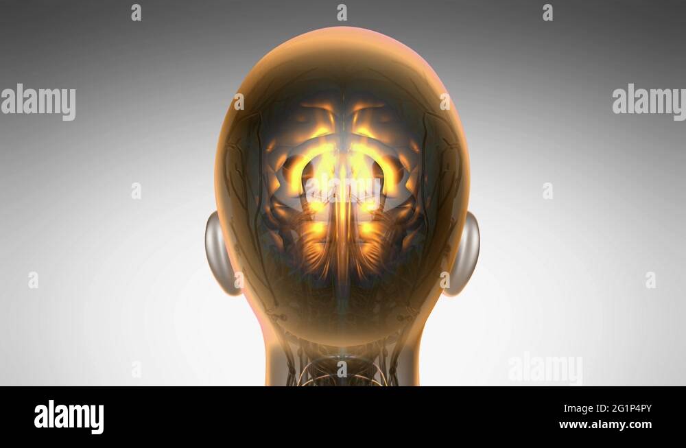 science anatomy scan of human brain glowing with yellow Stock Video ...