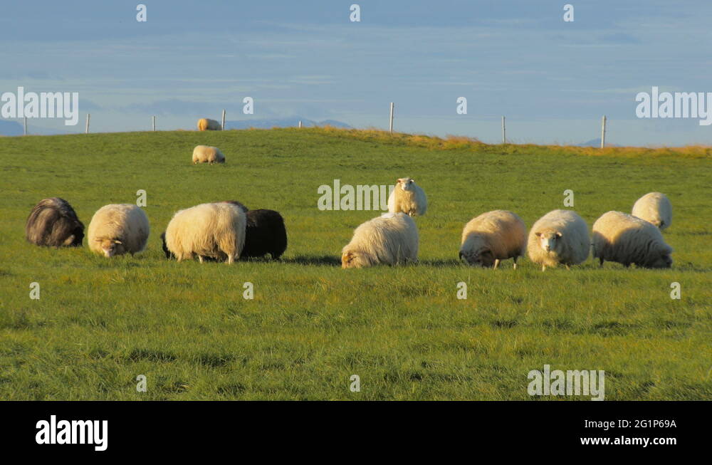 Grey and white sheep Stock Videos & Footage - HD and 4K Video Clips - Alamy