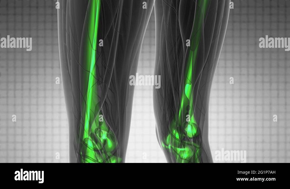 science anatomy of human body in x-ray with glow skeleton bones Stock ...