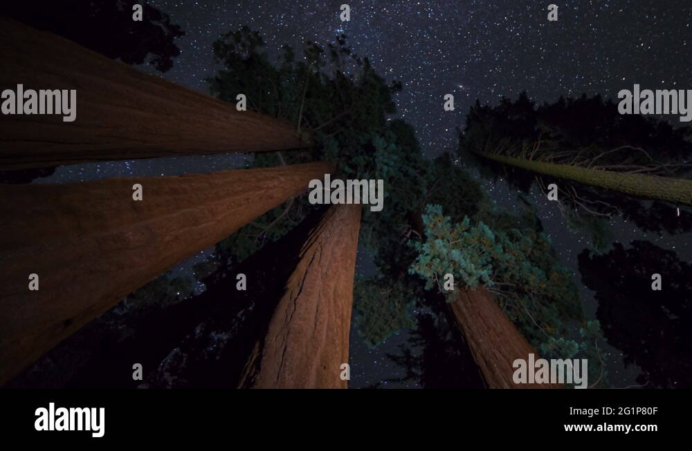 Astro Timelapse Low Angle of Night Sky over Giant Sequoia -Tilt Up ...