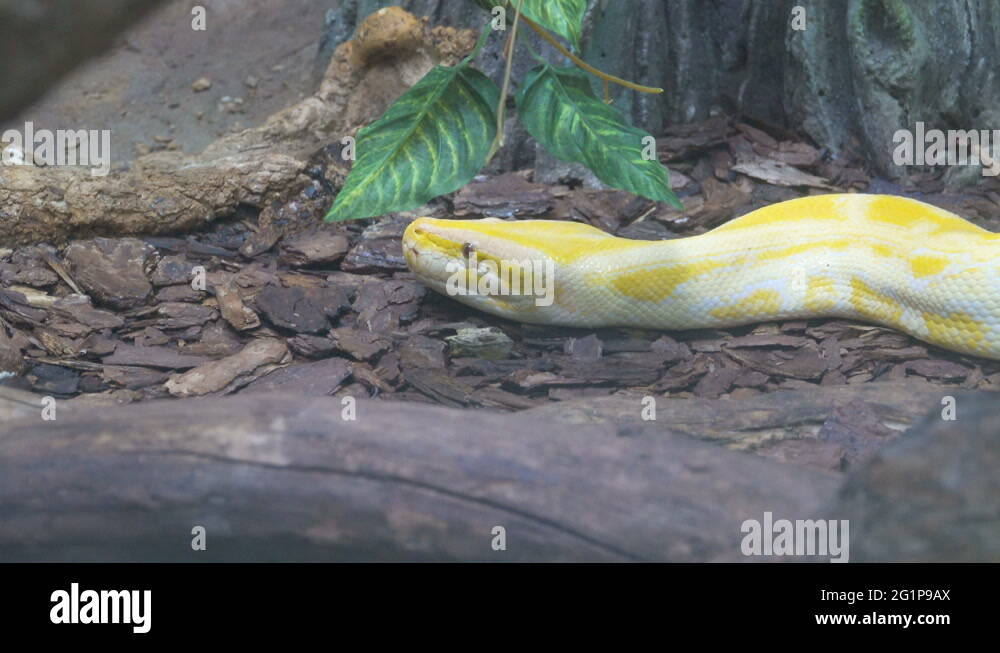 Burmese python close up tongue Stock Videos & Footage - HD and 4K Video ...