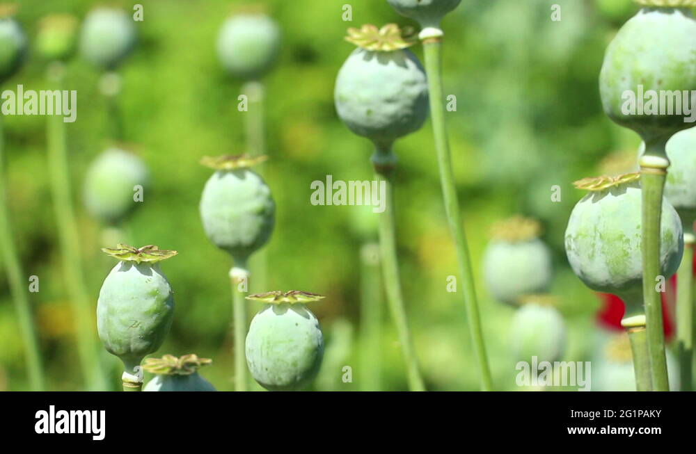 Opium poppy pod Stock Videos & Footage - HD and 4K Video Clips - Alamy