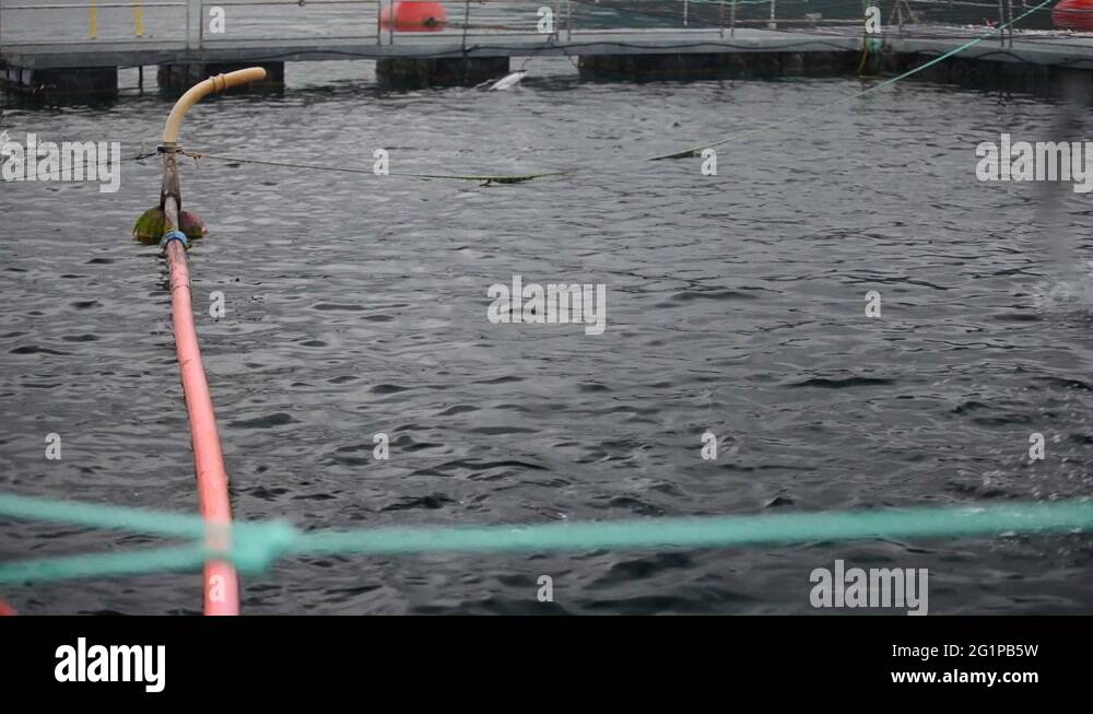 Ocean spray farm Stock Videos & Footage - HD and 4K Video Clips - Alamy