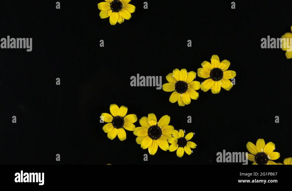 Zoom yellow daisy floating in water. Beautiful, relaxing background ...