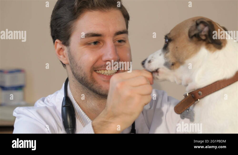 Smooth coated jack russell terrier Stock Videos & Footage - HD and 4K ...