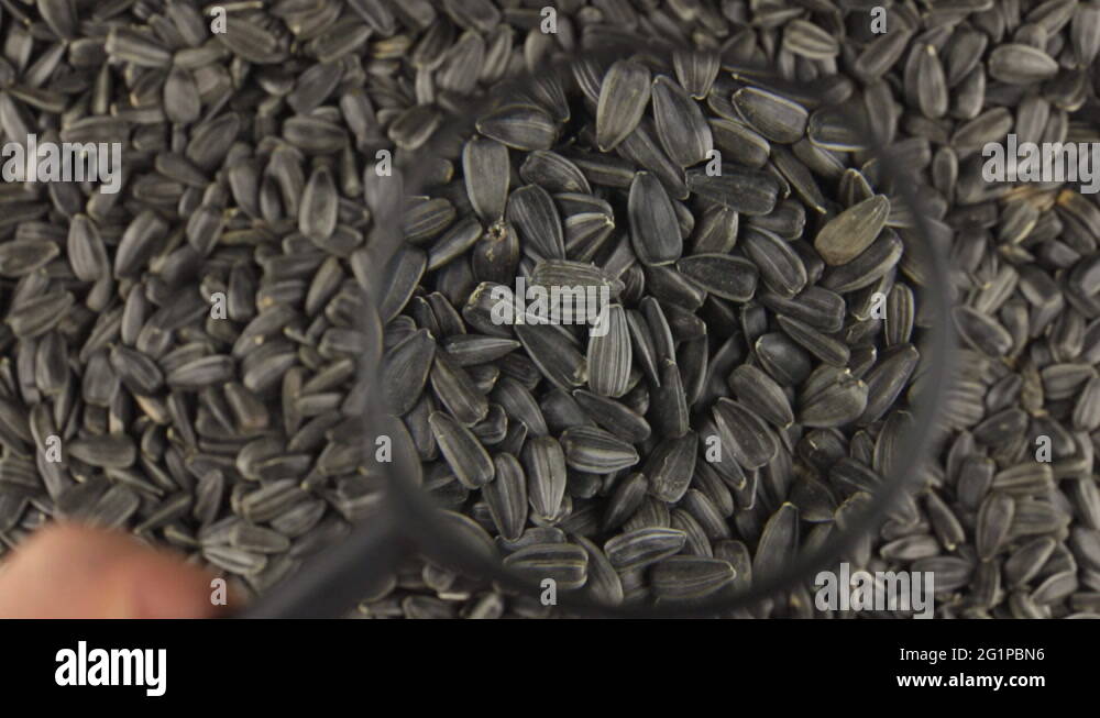 Examination using a magnifying glass rotating sunflower seeds Stock ...