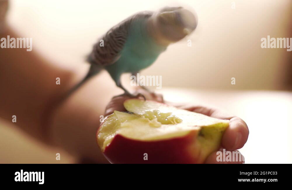 Budgerigar blue bite half apple that keeps a person, small depth of ...