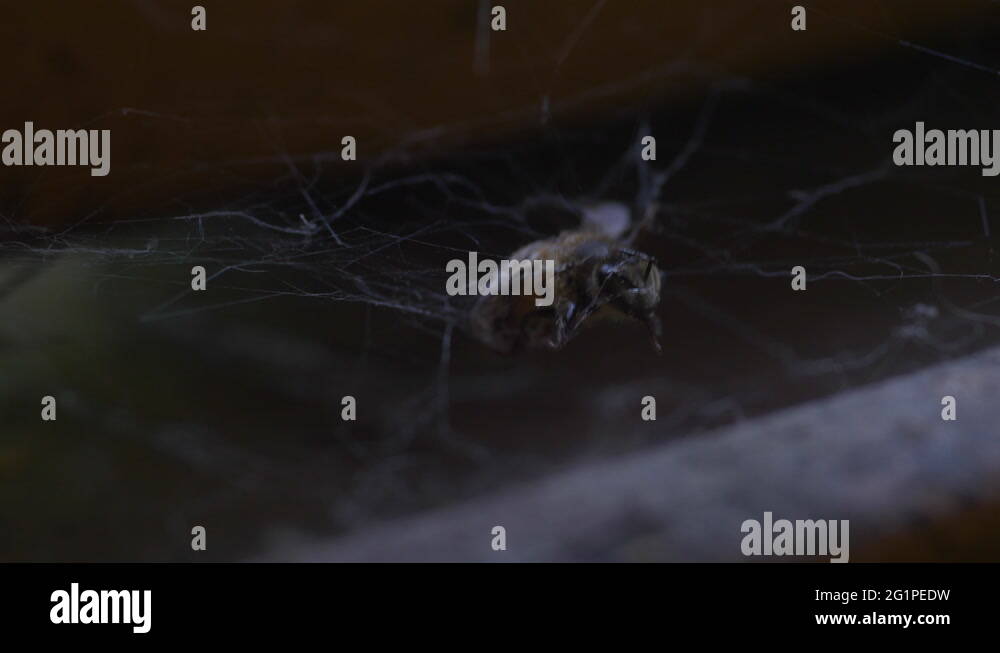 Spider with a bee Stock Videos & Footage - HD and 4K Video Clips - Alamy