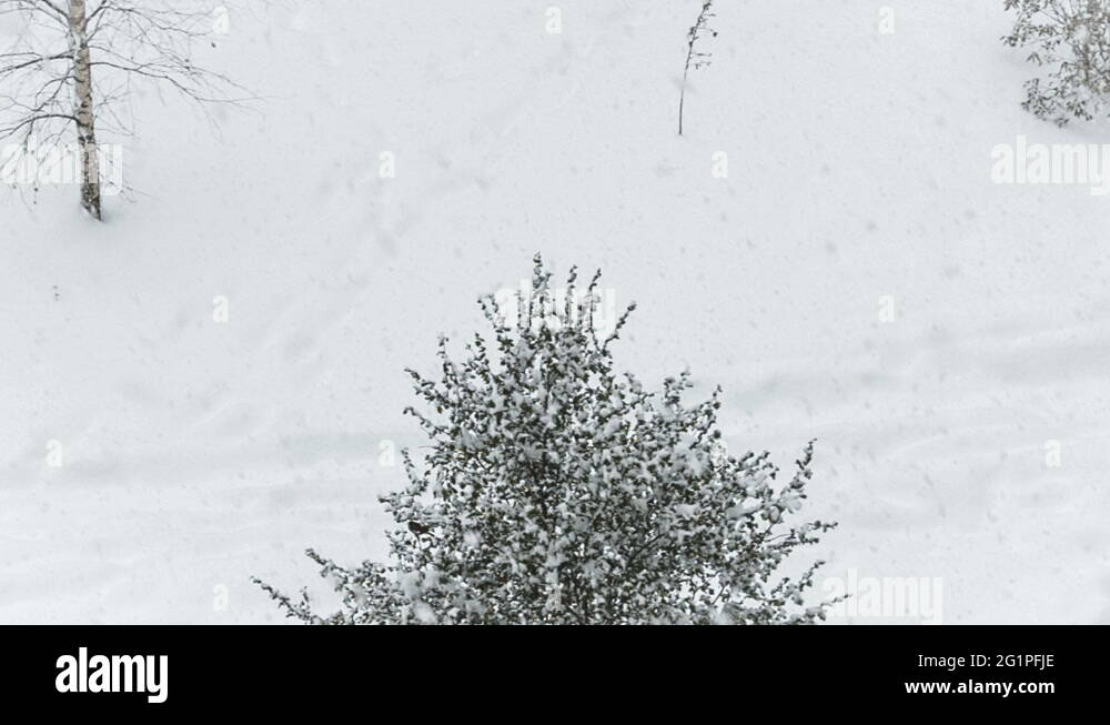 White january tree Stock Videos & Footage - HD and 4K Video Clips - Alamy