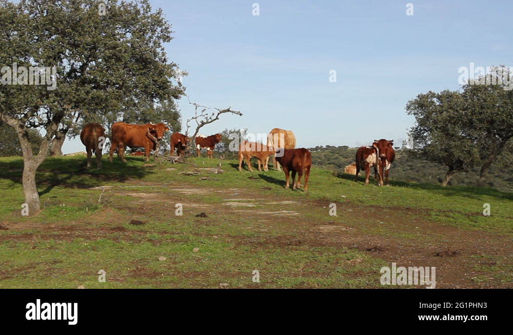 Family of cows Stock Videos & Footage - HD and 4K Video Clips - Alamy
