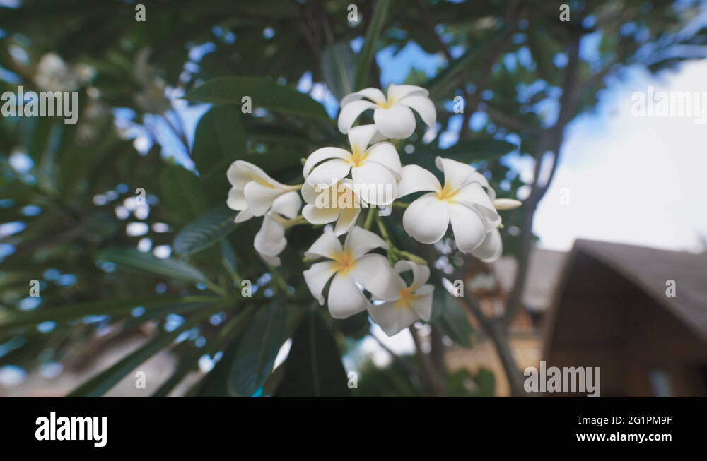 Frangipani tree flower Stock Videos & Footage - HD and 4K Video Clips ...