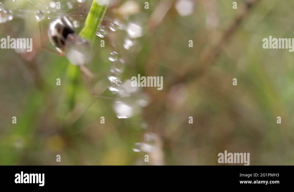 Water droplets on a spider web Stock Videos & Footage - HD and 4K Video ...
