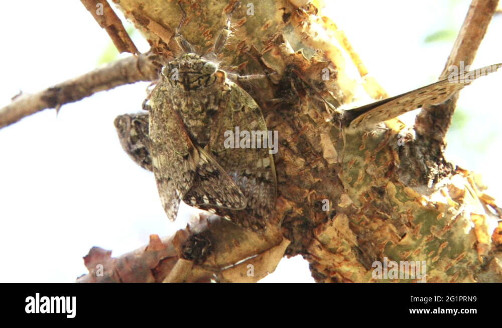 Intruding Stock Videos & Footage - HD and 4K Video Clips - Alamy