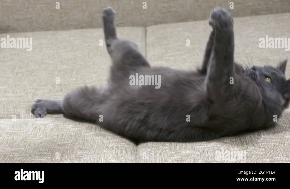 Mouse catcher Stock Videos & Footage - HD and 4K Video Clips - Alamy