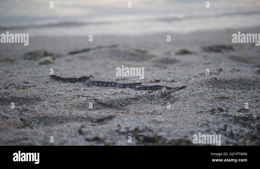 Snake serpent jungle indonesia Stock Videos & Footage - HD and 4K Video ...