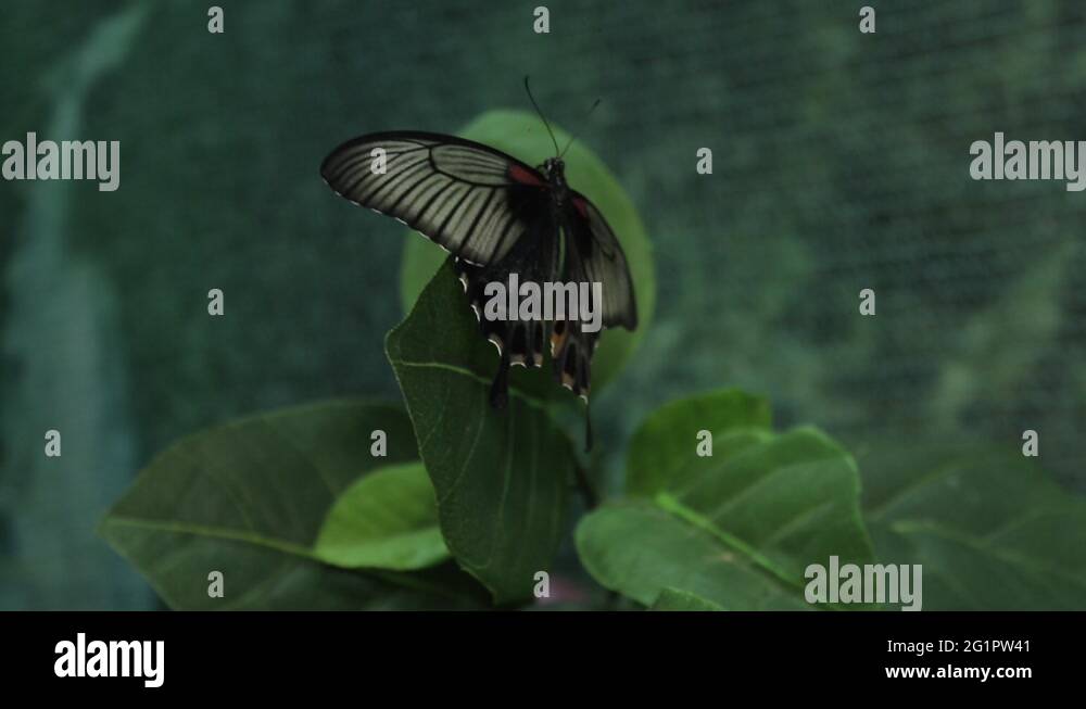 Papilio Stock Videos & Footage - HD and 4K Video Clips - Alamy