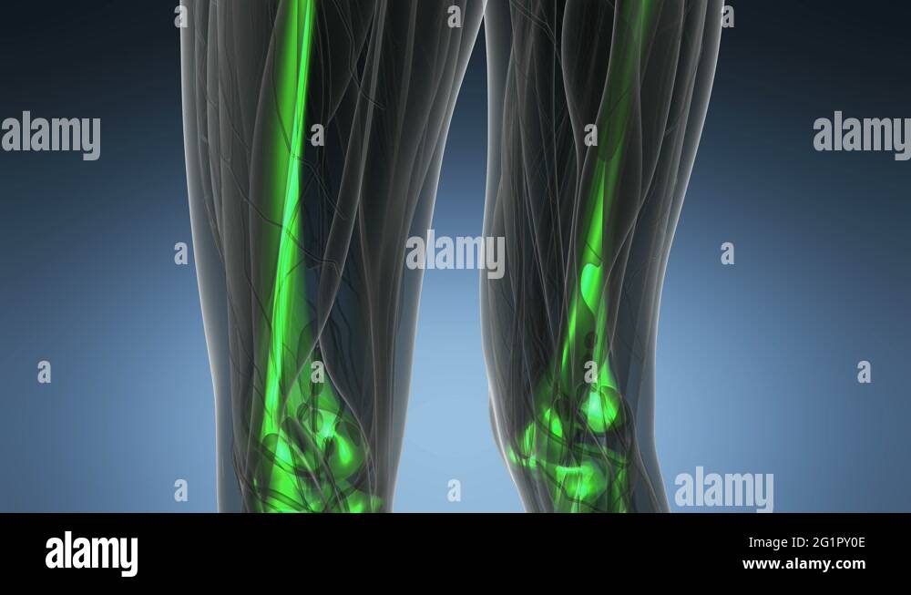 science anatomy of human body in x-ray with glow skeleton bones Stock ...