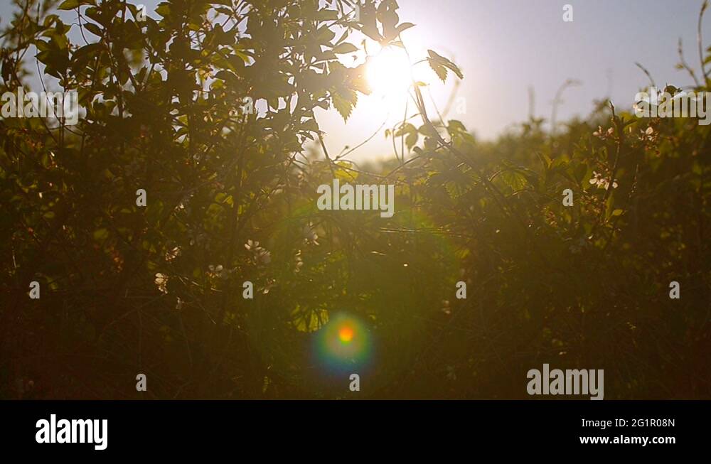 Sunshine fruit tree Stock Videos & Footage - HD and 4K Video Clips - Alamy