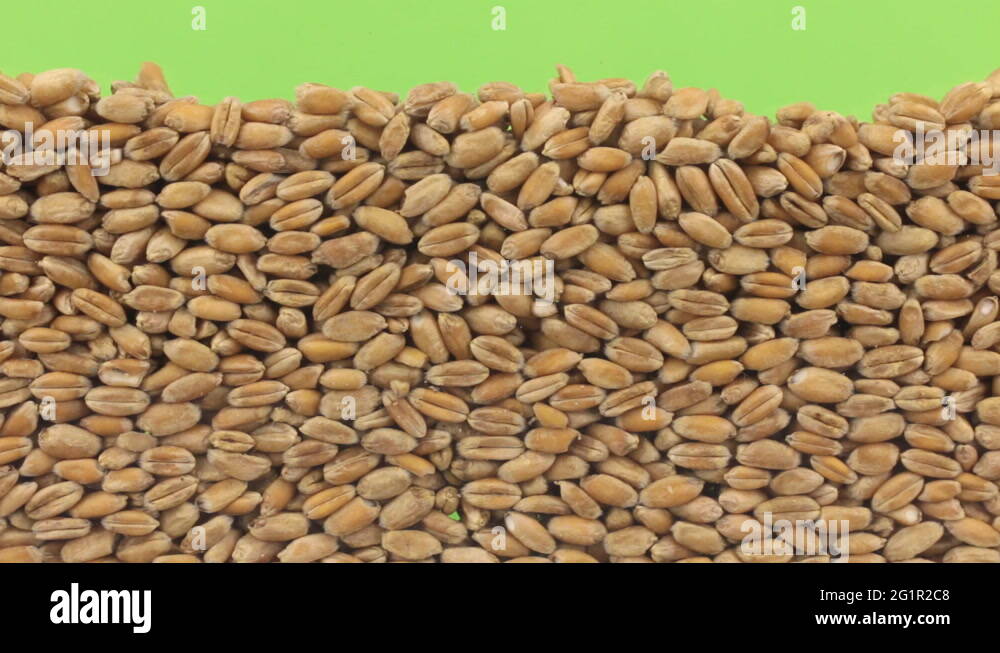 Wheat grains close the (to bury) green screen Stock Video Footage - Alamy