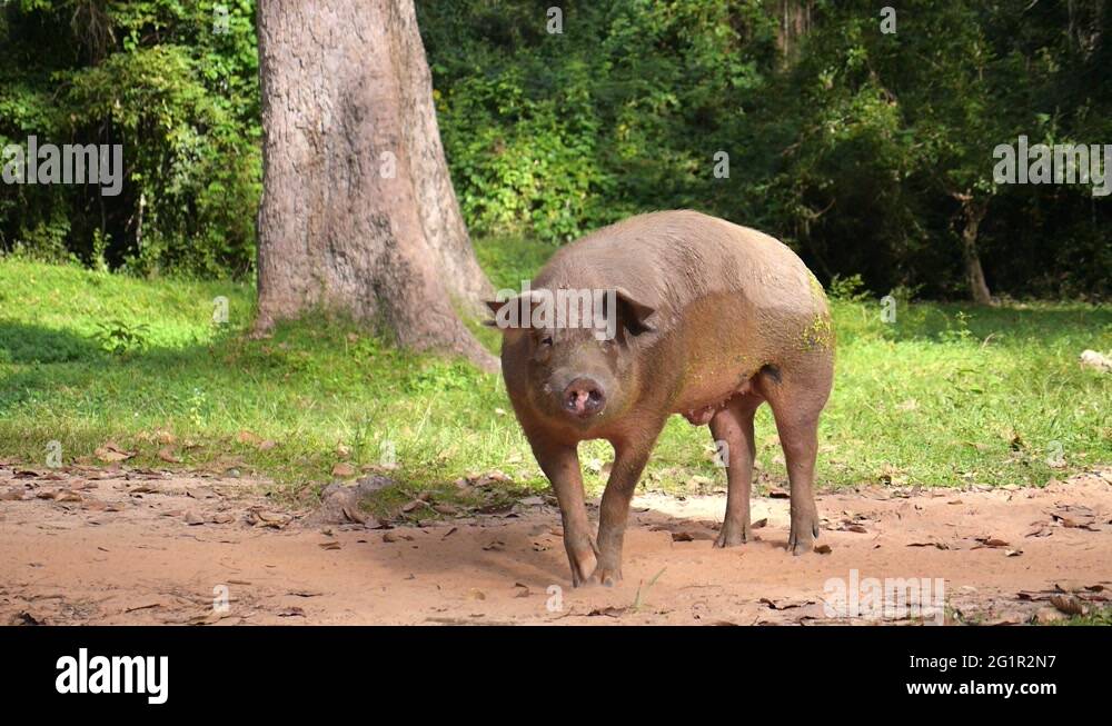 Pink domestic pig Stock Videos & Footage - HD and 4K Video Clips - Alamy
