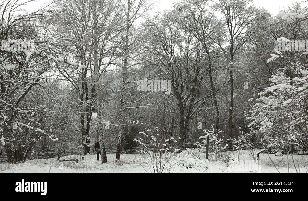 Winter tree cut Stock Videos & Footage - HD and 4K Video Clips - Alamy