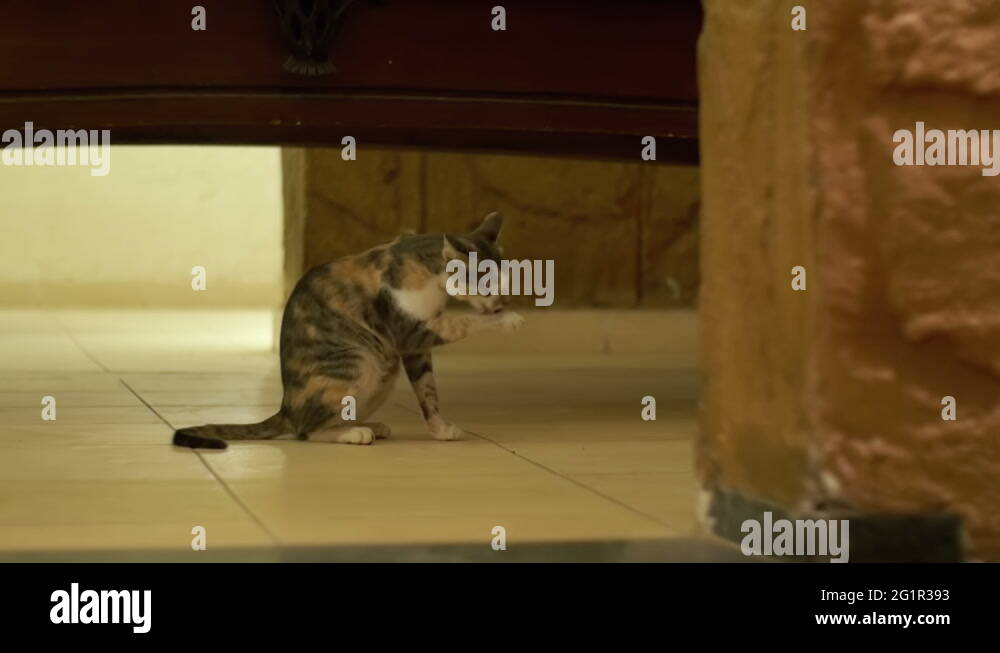 Greek famine Stock Videos & Footage - HD and 4K Video Clips - Alamy