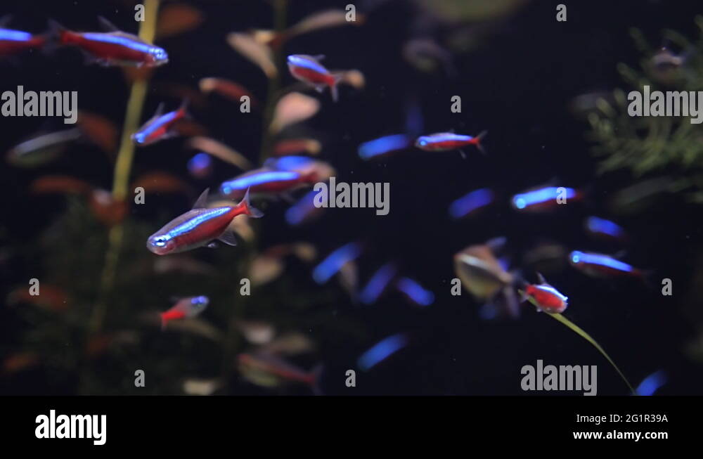 Neon tetra paracheirodon innesi aquarium Stock Videos & Footage - HD ...