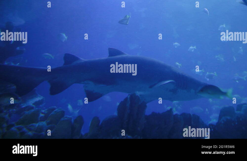 Sand Tiger Shark (Carcharias taurus), dangerous fish floating in ...
