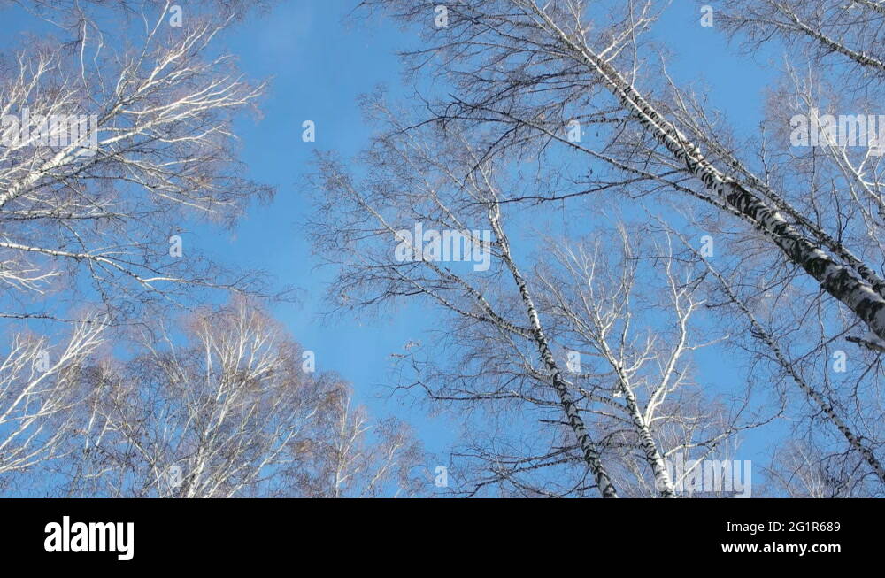 Siberia birch trees Stock Videos & Footage - HD and 4K Video Clips - Alamy