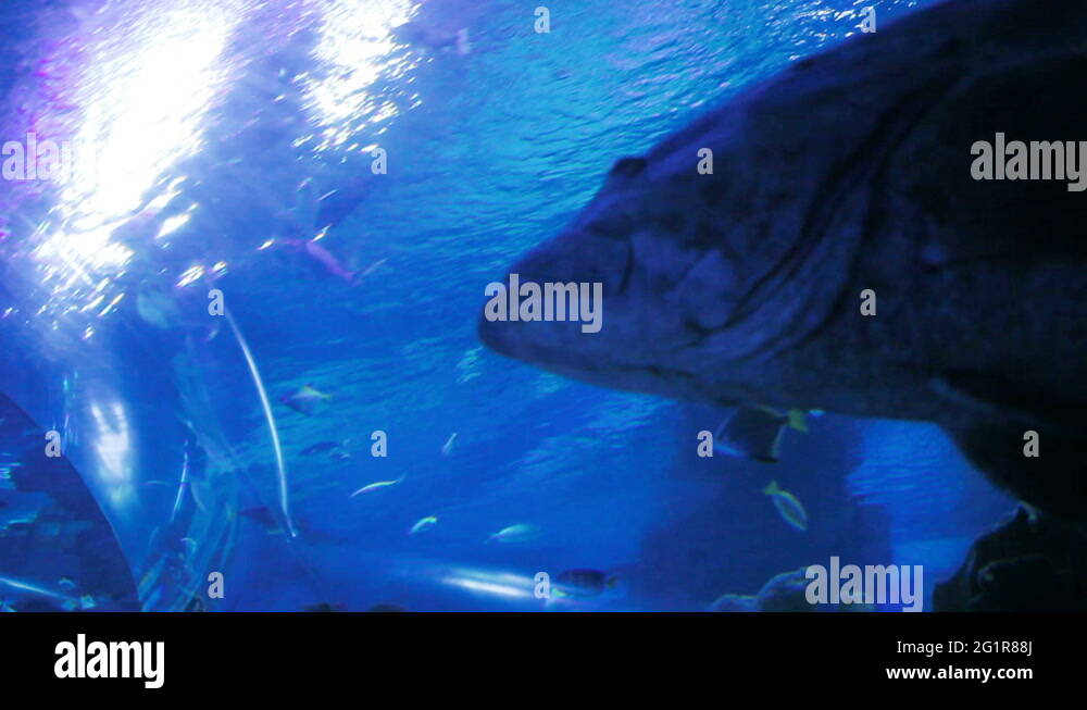 Grouper special Stock Videos & Footage - HD and 4K Video Clips - Alamy
