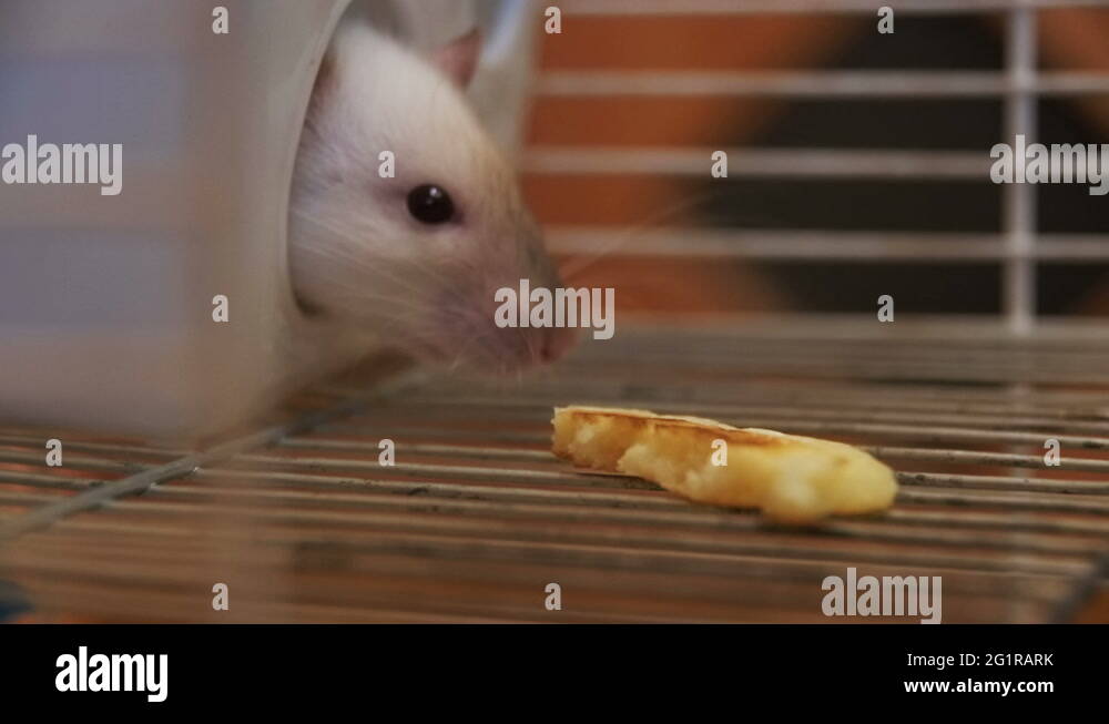 Rattus norvegicus brown rat teeth Stock Videos & Footage - HD and 4K ...