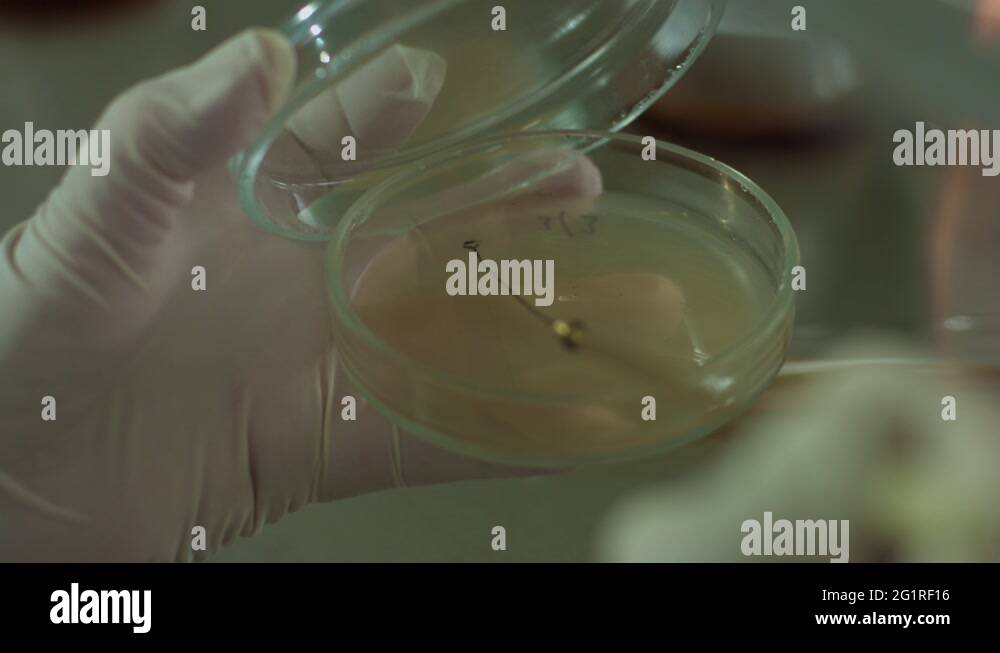Flask bacteria Stock Videos & Footage - HD and 4K Video Clips - Alamy
