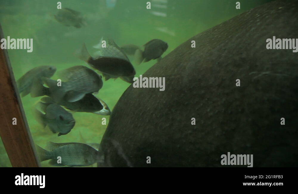 Fish clean the skin of pygmy hippopotamus (Choeropsis liberiensis or ...