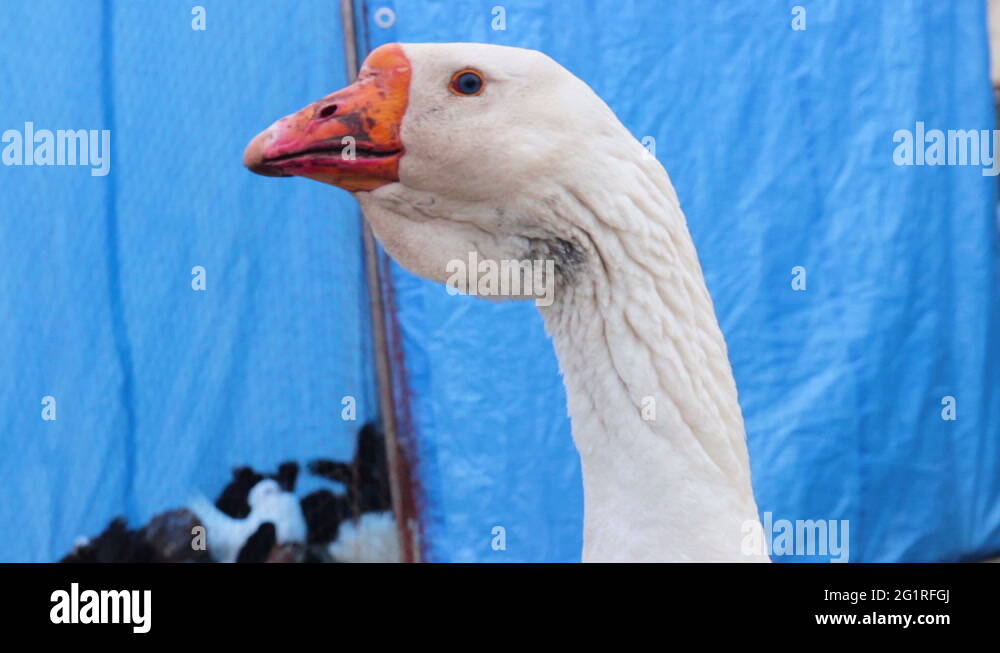 Poor duck Stock Videos & Footage - HD and 4K Video Clips - Alamy