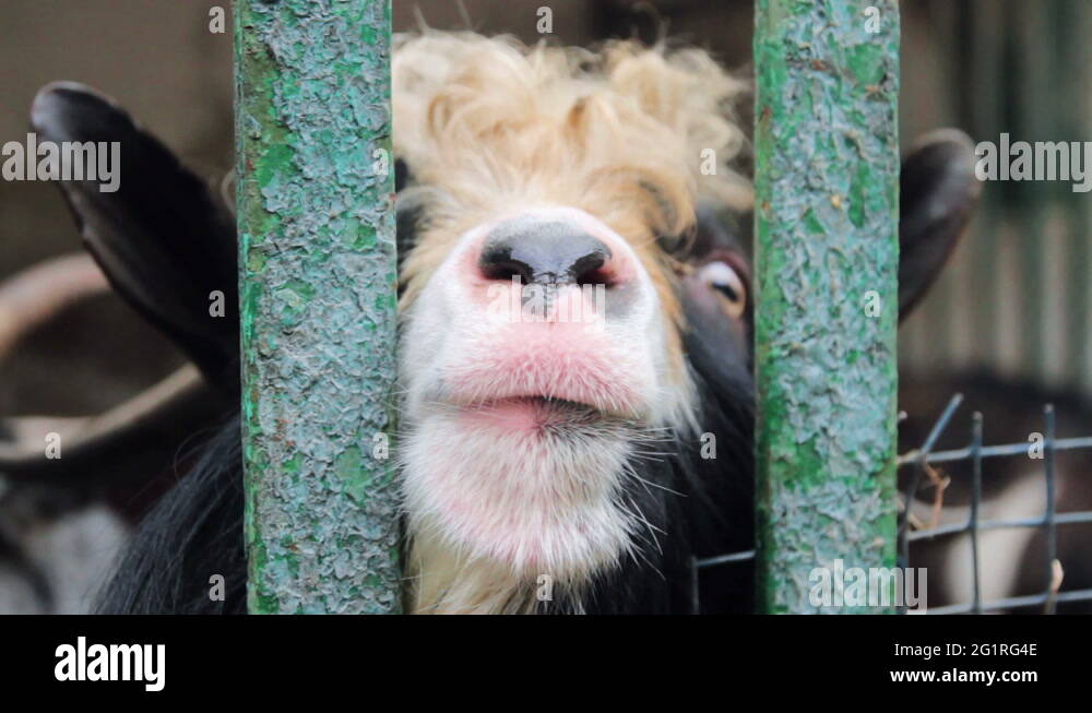 goat in cage at county fair Stock Video Footage - Alamy