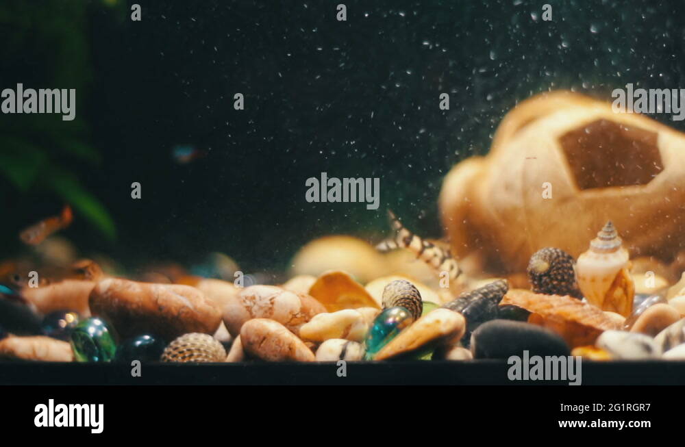 Many beautiful colourful fish with long voile tails and fine in home ...