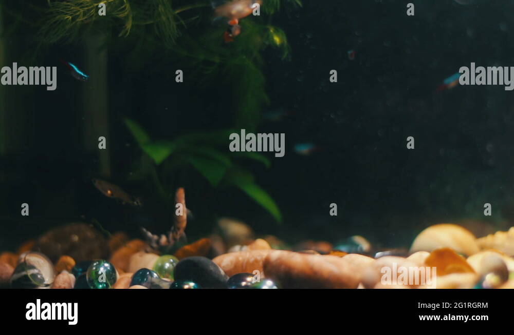 Many beautiful colourful fish with long voile tails and fine in home ...