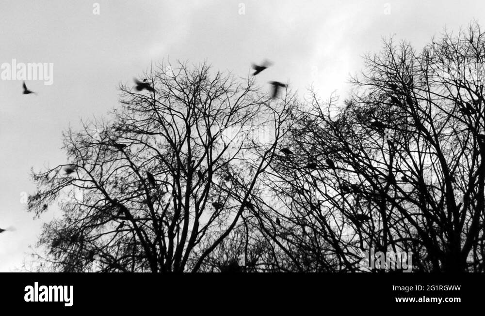 Evil crows Stock Videos & Footage - HD and 4K Video Clips - Alamy