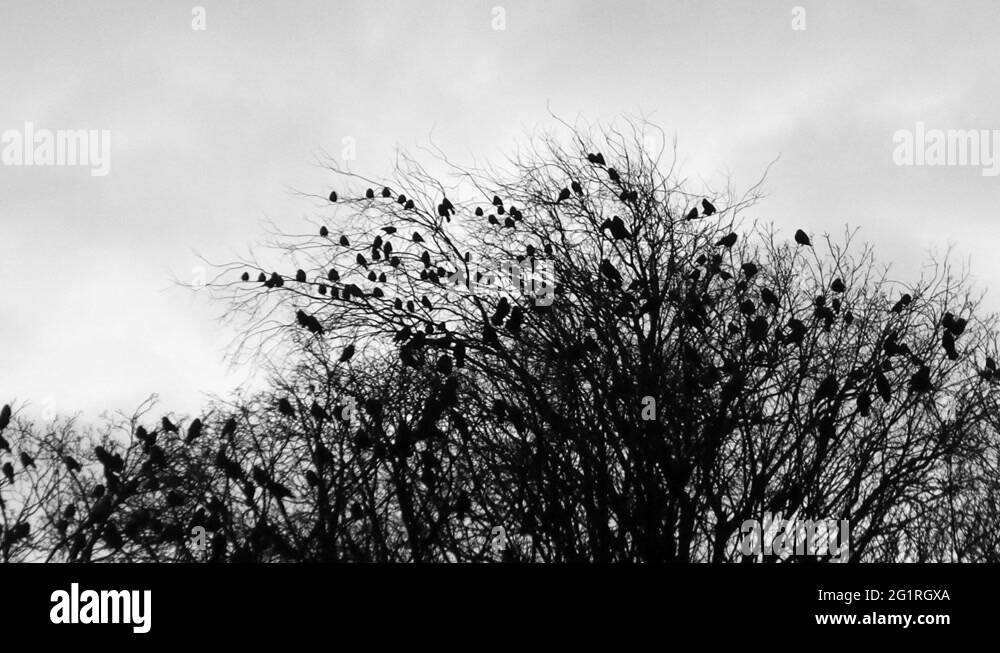 Scary Crows Ravens Silhouettes On Horror Trees Stock Video Footage - Alamy