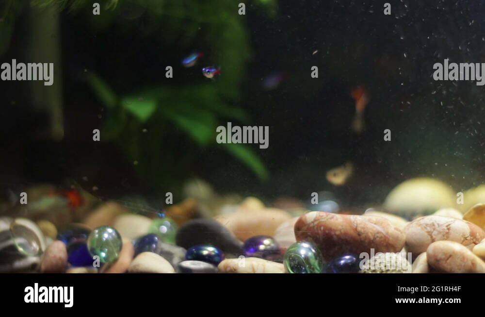 Many beautiful colourful fish with long voile tails and fine in home ...